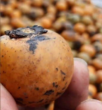 Knowledge on Timru Fruit: বছরে মেলে মাত্র ১০-১২ দিন! এই ফলের ঔষধি গুণ ...