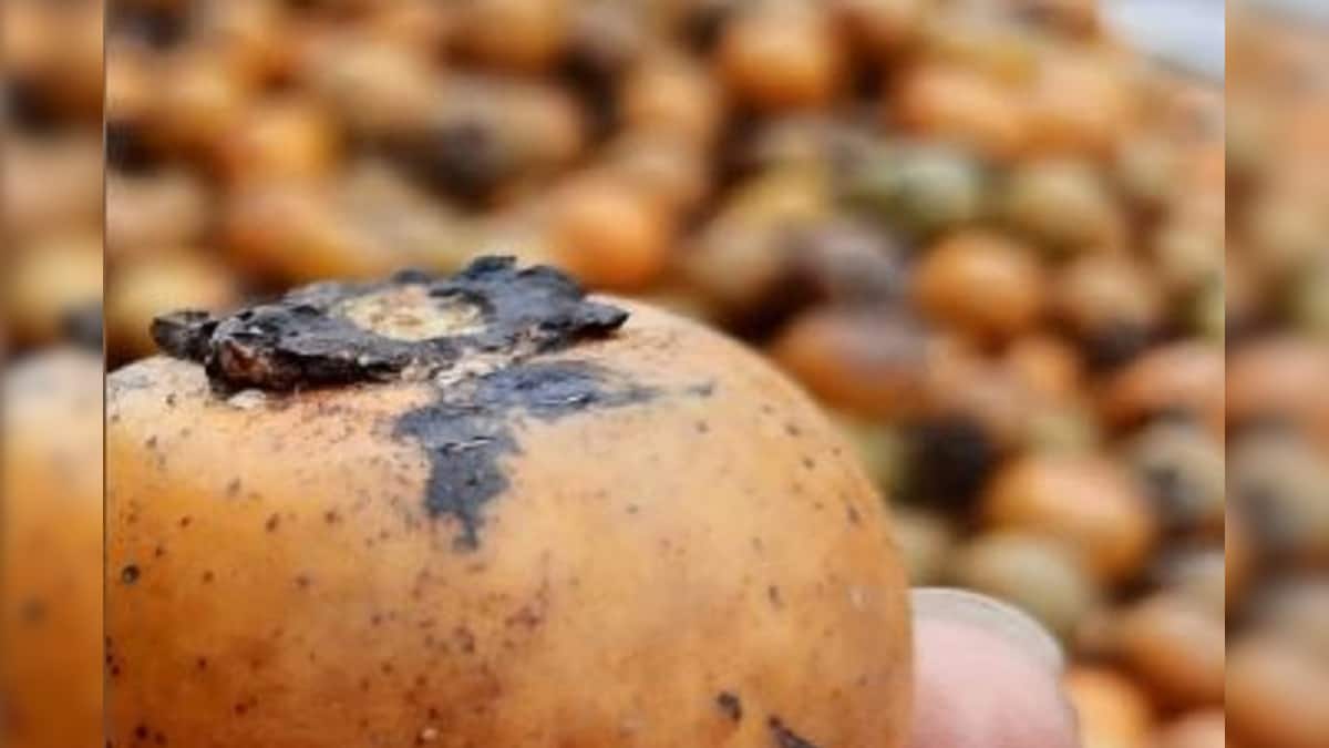 Knowledge on Timru Fruit: বছরে মেলে মাত্র ১০-১২ দিন! এই ফলের ঔষধি গুণ ...