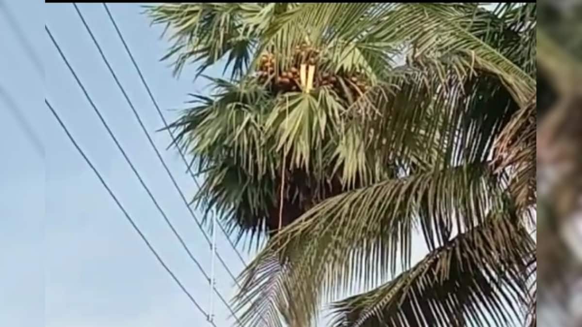 A young man fell from a palm tree while cutting palm leaves | North 24 ...