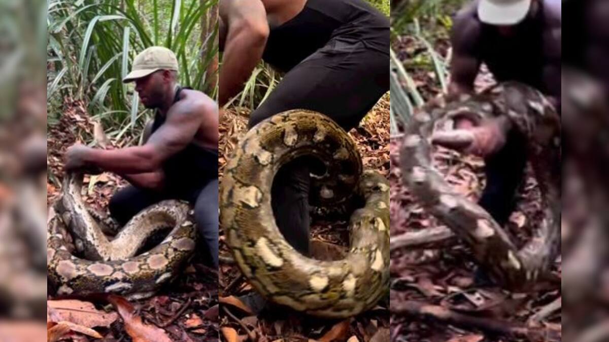 Viral Video: ভয়ানক! ভরা জঙ্গলে হিংস্র পাইথনের হামলা, জাপটে ধরল যুবককে ...