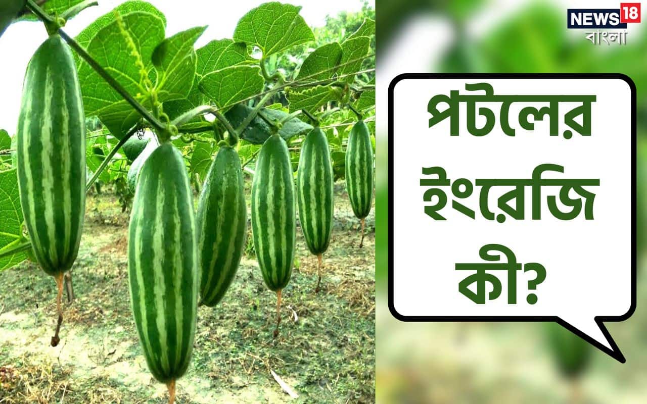 Knowledge Story | আলু, পেঁয়াজ তো সবার জানা! পটলকে ইংরেজিতে কী বলে ...