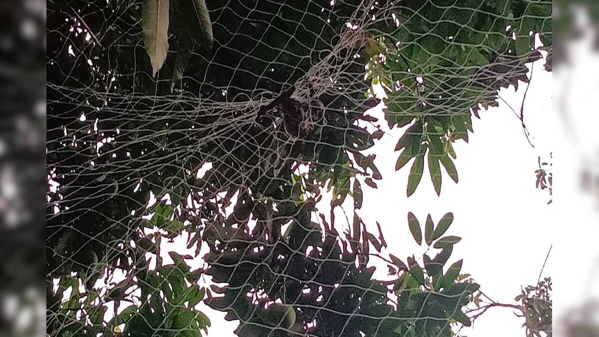 endangered species of bat died after being caught in net of a Lychee ...