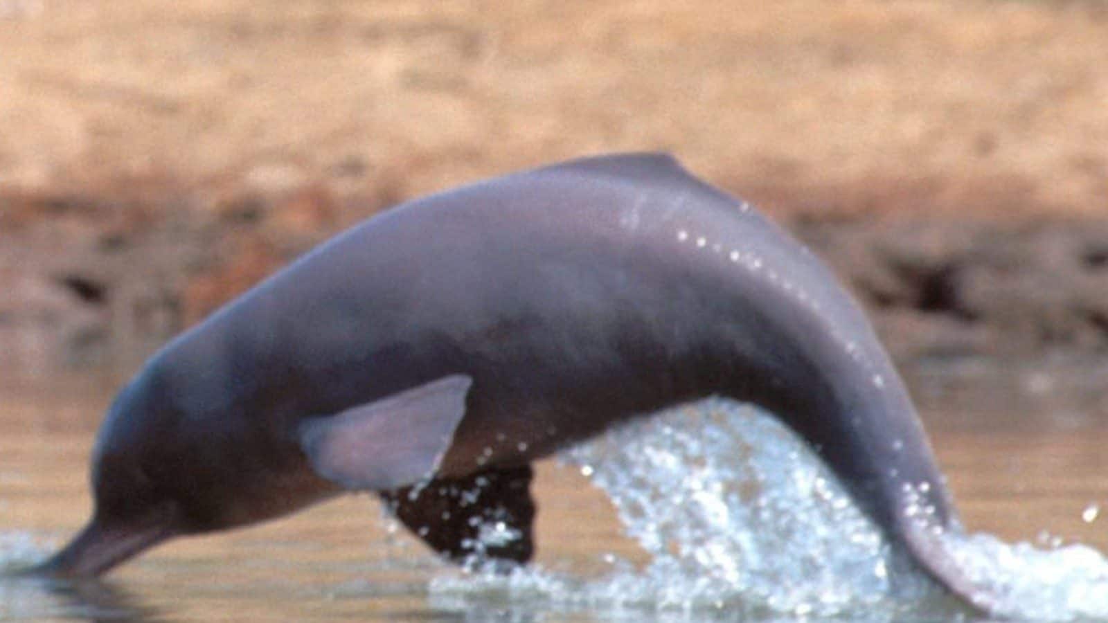 forest department starts dolphin mitra to save ganges dolphin, গঙ্গার ...