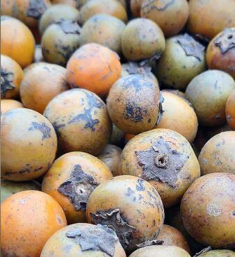 Knowledge on Timru Fruit: বছরে মেলে মাত্র ১০-১২ দিন! এই ফলের ঔষধি গুণ ...