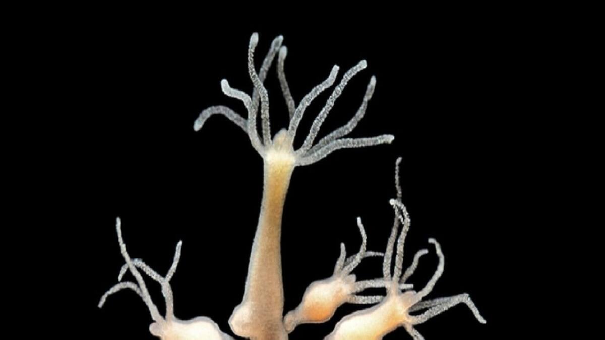 knowledge। knowledge story। hydra। immortal। immortal creature। অমর ...
