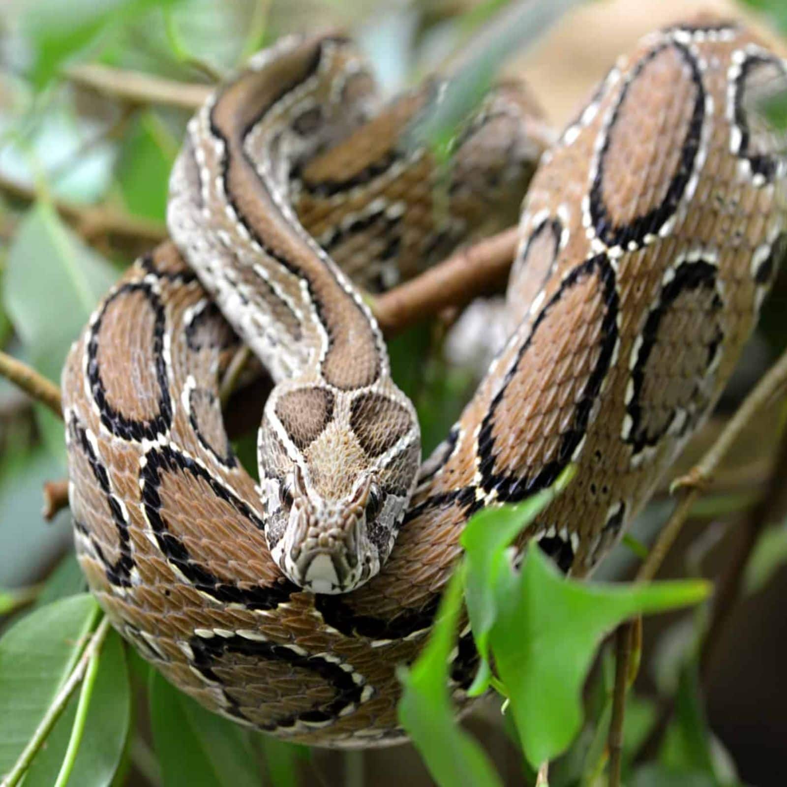 Do Snakes Take Revenge: সাপের প্রতিশোধ! সঙ্গীকে হত্যা করলে বদলা নেয় ...