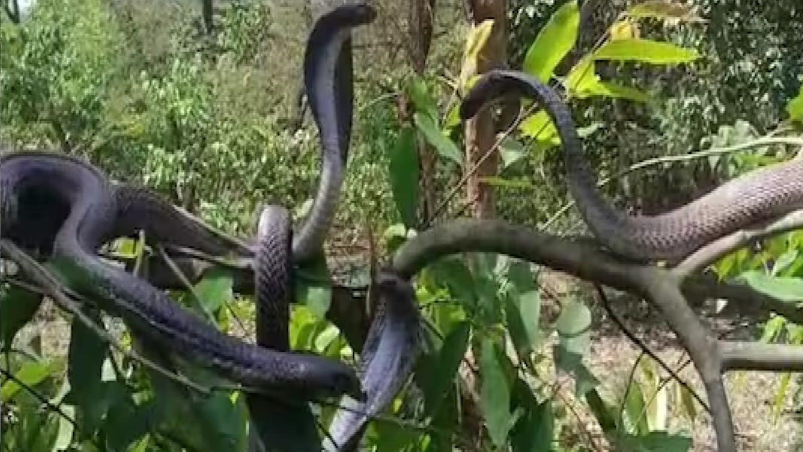 Viral Video | গাছে ফোঁসফোঁস করছে এক ডজন কেউটে! ভাইরাল ভিডিও দেখে কাঁপছে ...