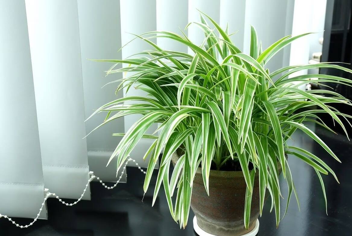 Vastu Tips for Money Plant: মানি প্ল্যান্টের সঙ্গে লাগান এই গাছটাও ...
