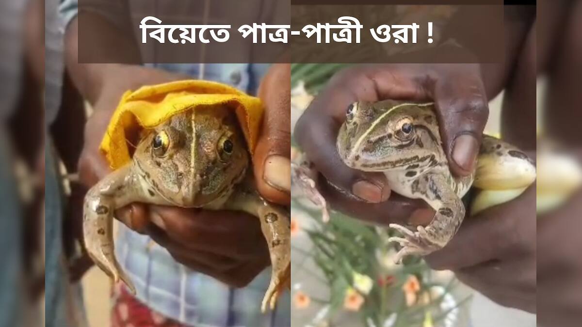 South Dinajpur News: বর্ষা এলেও বৃষ্টি নেই! বৃষ্টির আশায় ব্যাঙের বিয়ে ...