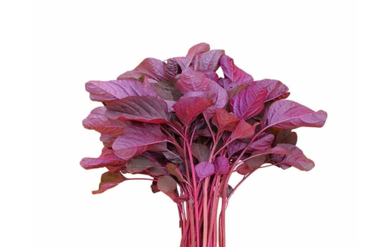 Diabetes|| Red Spinach: দাম নামমাত্র, ব্লাড সুগার কমাতে খান লাল শাক ...