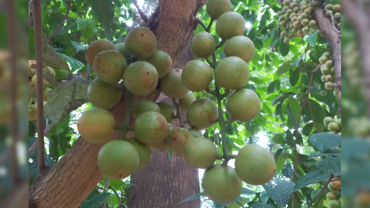 Lotkon Fruit: লটকন ফল! মুখে দিলেই হবে চমৎকার! জানলে অবাক হবেন! বিরাট ...