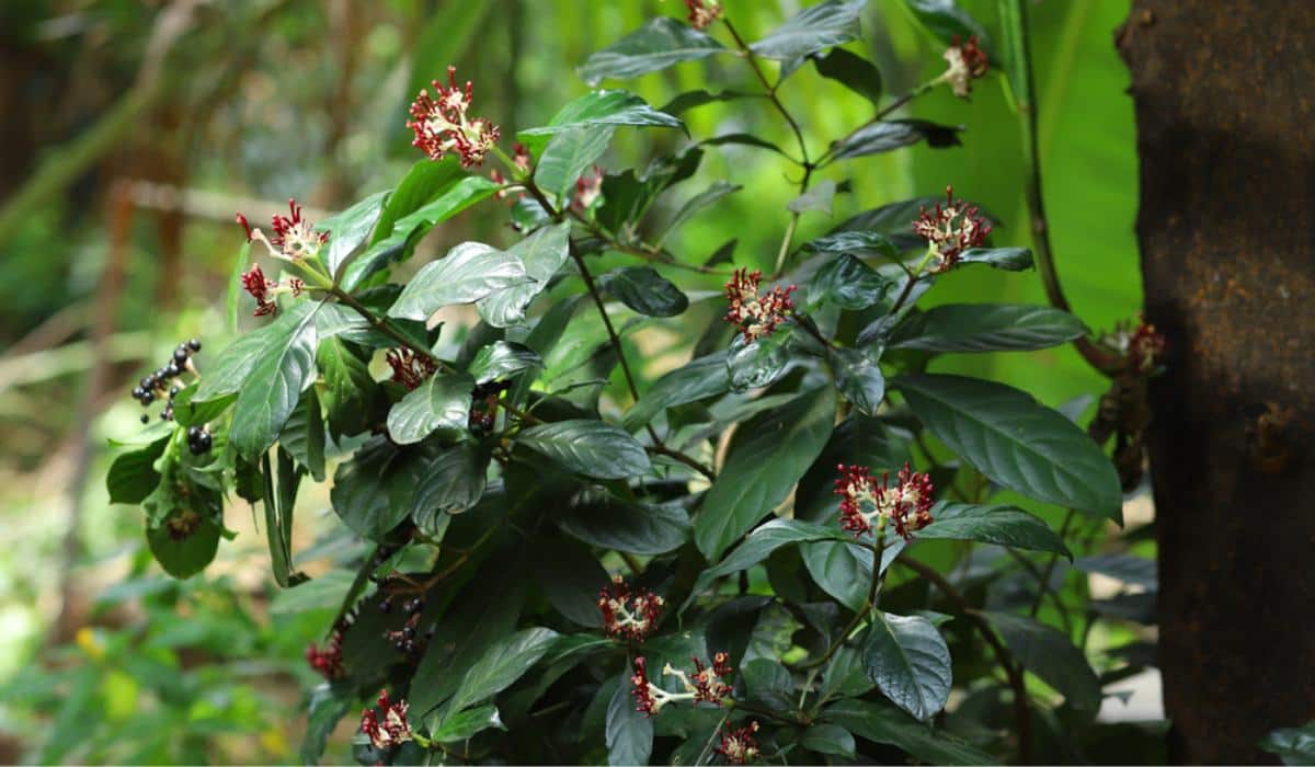 Knowledge Story: বলুন তো কোন গাছ লাগালে সাপ আসে না? ভয়ে পিছিয়ে যায় ...