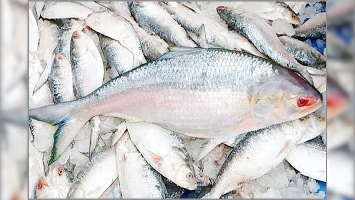 Hilsa Fish: টাটকা-সুস্বাদু ইলিশ মাছ চিনবেন কীভাবে? বাজারে গিয়ে ঠকার ...