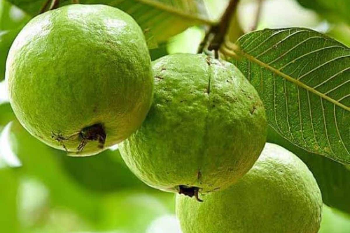 আপনার বাড়ির বাগানেই রয়েছে 'এই' পাতা... ডায়াবেটিস থেকে রক্তচাপ, সবের ...