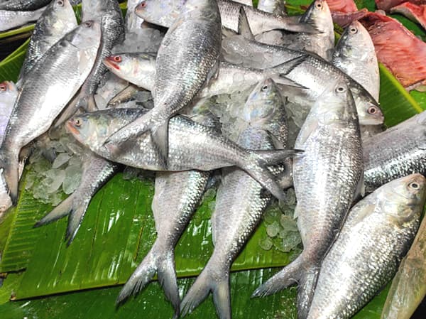 tuna fish is popular all over the world, সারা পৃথিবীতে সব থেকে জনপ্রিয় ...
