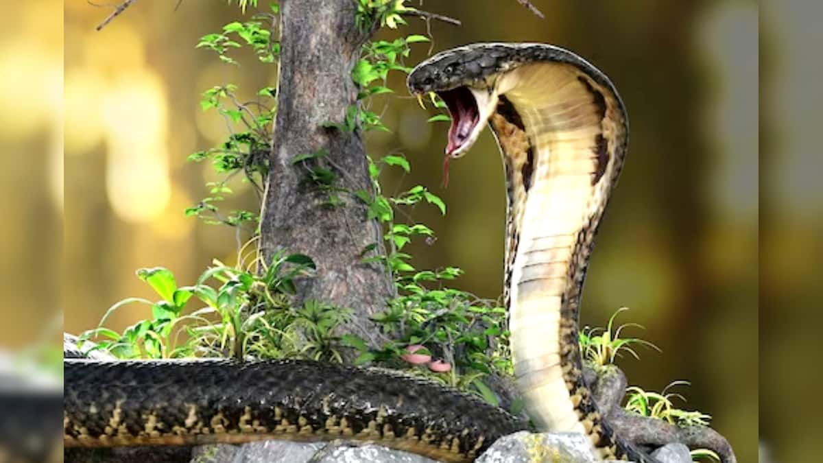 King Cobra: রাত যত বাড়ছে, ততই বাড়ছে ফোঁস ফোঁস শব্দ! কাছে যেতেই যা ...