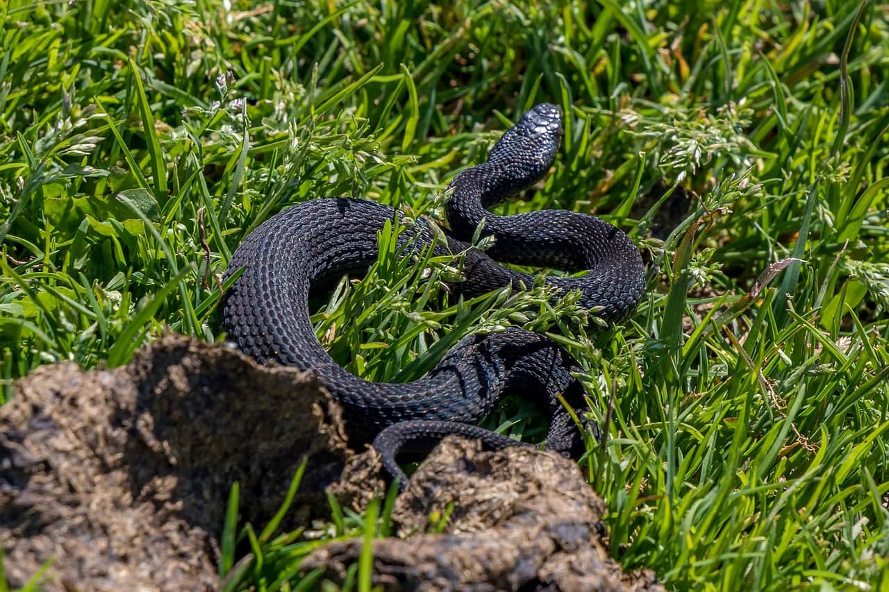 Snake News: বর্ষায় গ্রামে এই ৪ সাপ ভয়ঙ্কর! কামড়ালেই সর্বনাশ! ছোবল ...
