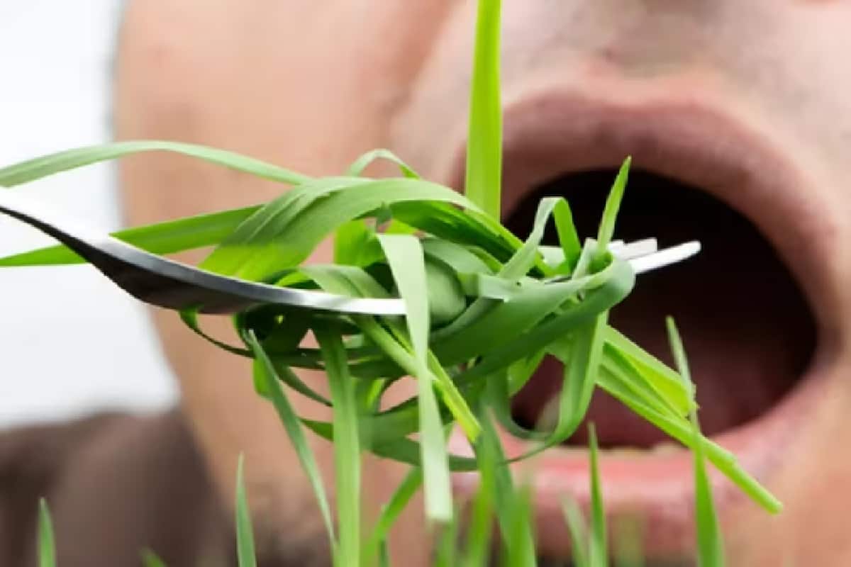 Knowledge Story: গরু-ছাগল তো ঘাস খায় জানেন, কিন্তু, মানুষ কি ঘাস খেতে ...