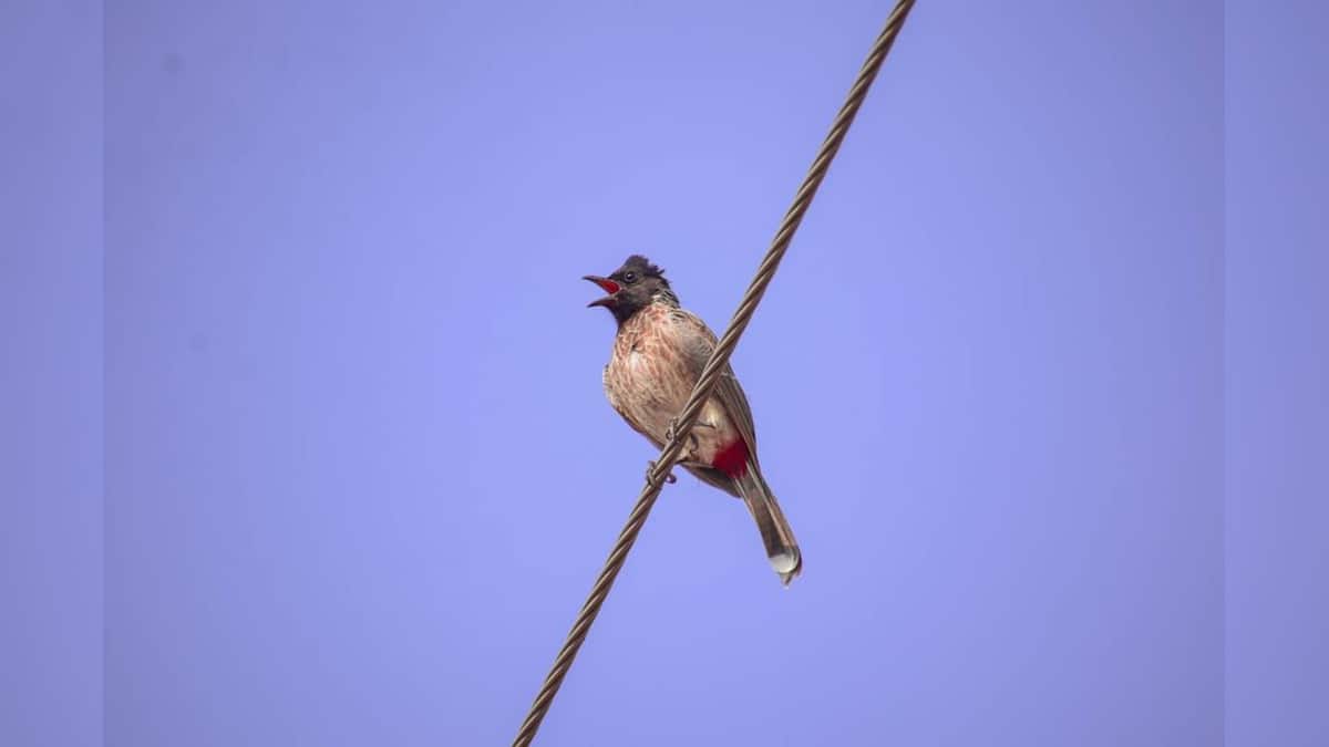 Ancient Superstition পাখি মাথায় মলত্যাগ করলে প্রচুর ধনসম্পদ আসে! এই ...