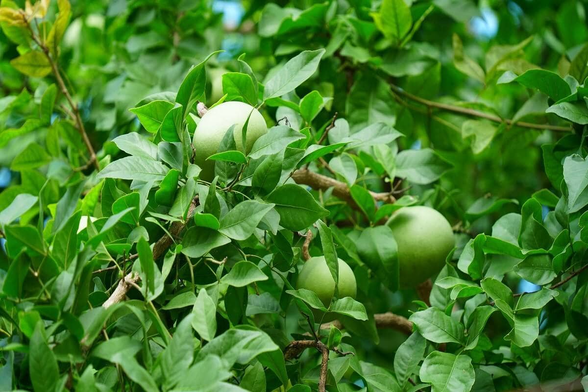 Vastu Tips for Belpatra: বেলপাতার সঙ্গে এই বাস্তু টিপস মানুন, সংসারের ...