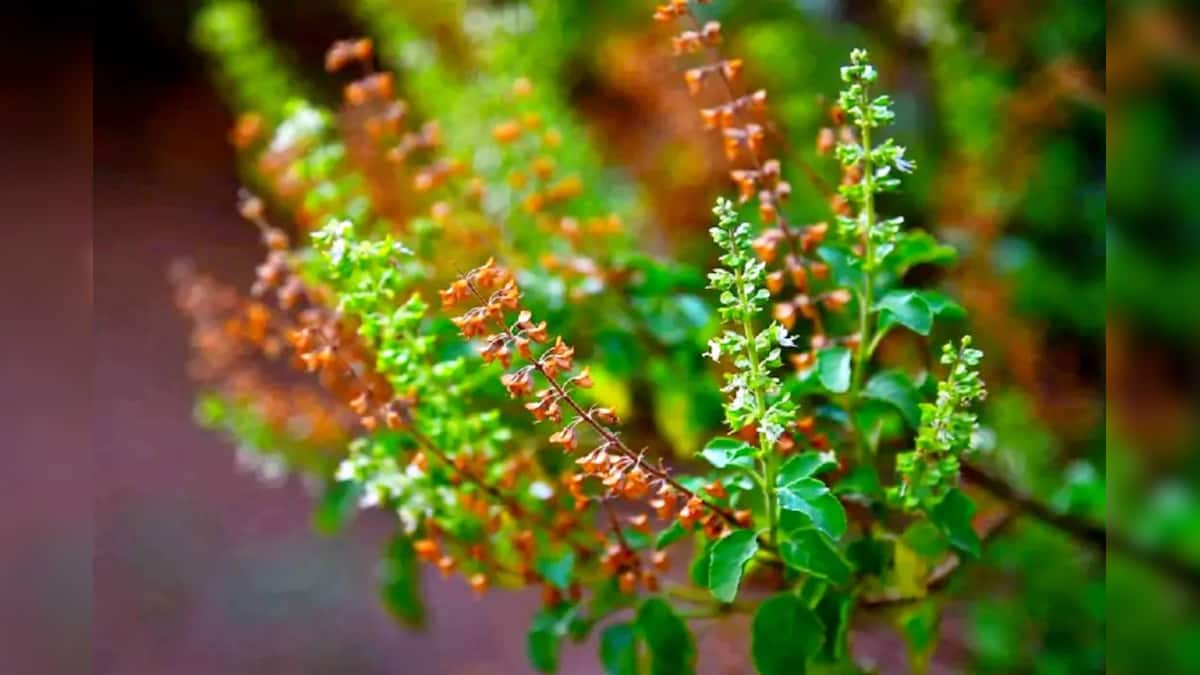 How to keep Tulsi Plant at Home: এই নিয়ম মেনে বাড়িতে তুলসিগাছ রাখুন ...
