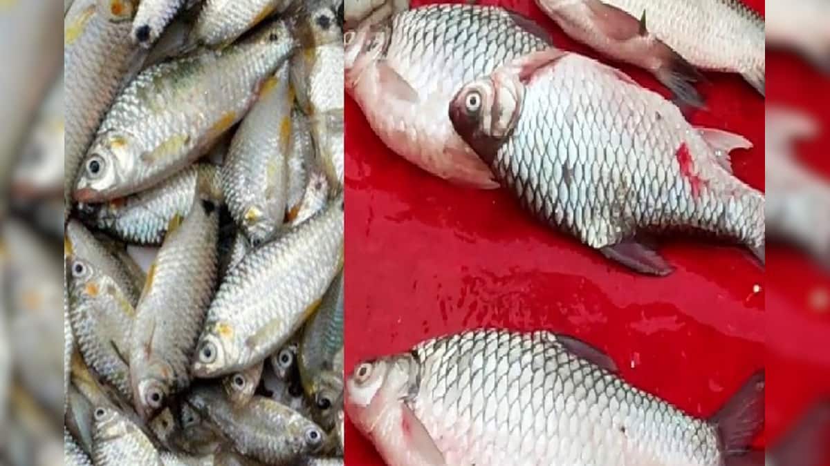 Health Tips | Punti Fish | পুঁটি মাছ খেতে ভালবাসেন? ছোট নাকি বড়, কোন ...