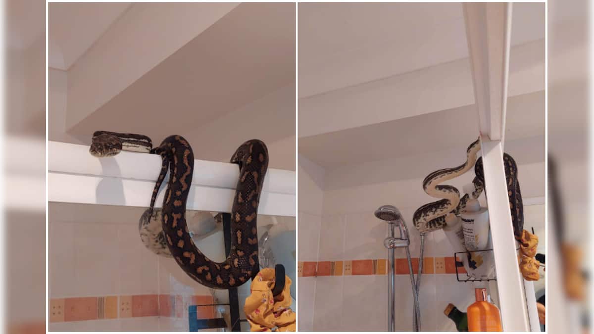 Snake in Bathroom: বাথরুমে 'দৈত্যাকার' অজগর, স্নান করতে গিয়ে যা পরিণতি ...