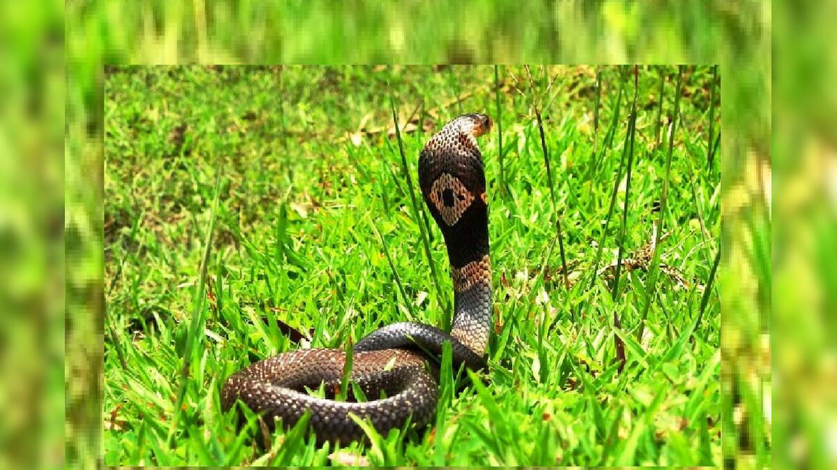 North 24 Parganas News: বন দফতরকে জানানো হয়েছিল, আতঙ্ক সঙ্গী করেই এই ...
