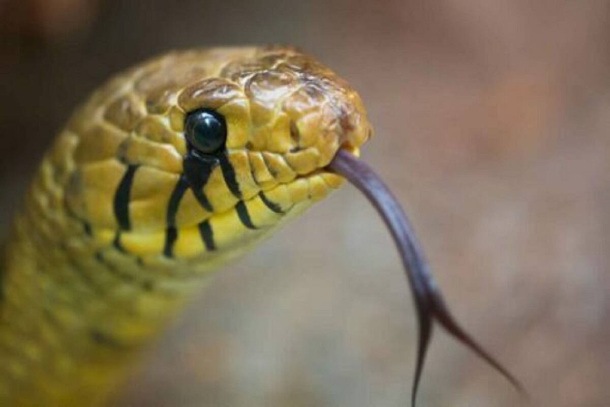 How to know which snake poisonous: কোন সাপের বিষ আছে? কোন সাপের বিষ নেই ...