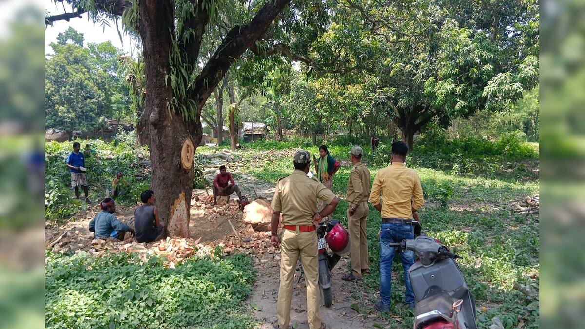 Ten ancient mango trees were cut down on World Environment Day | বিশ্ব ...