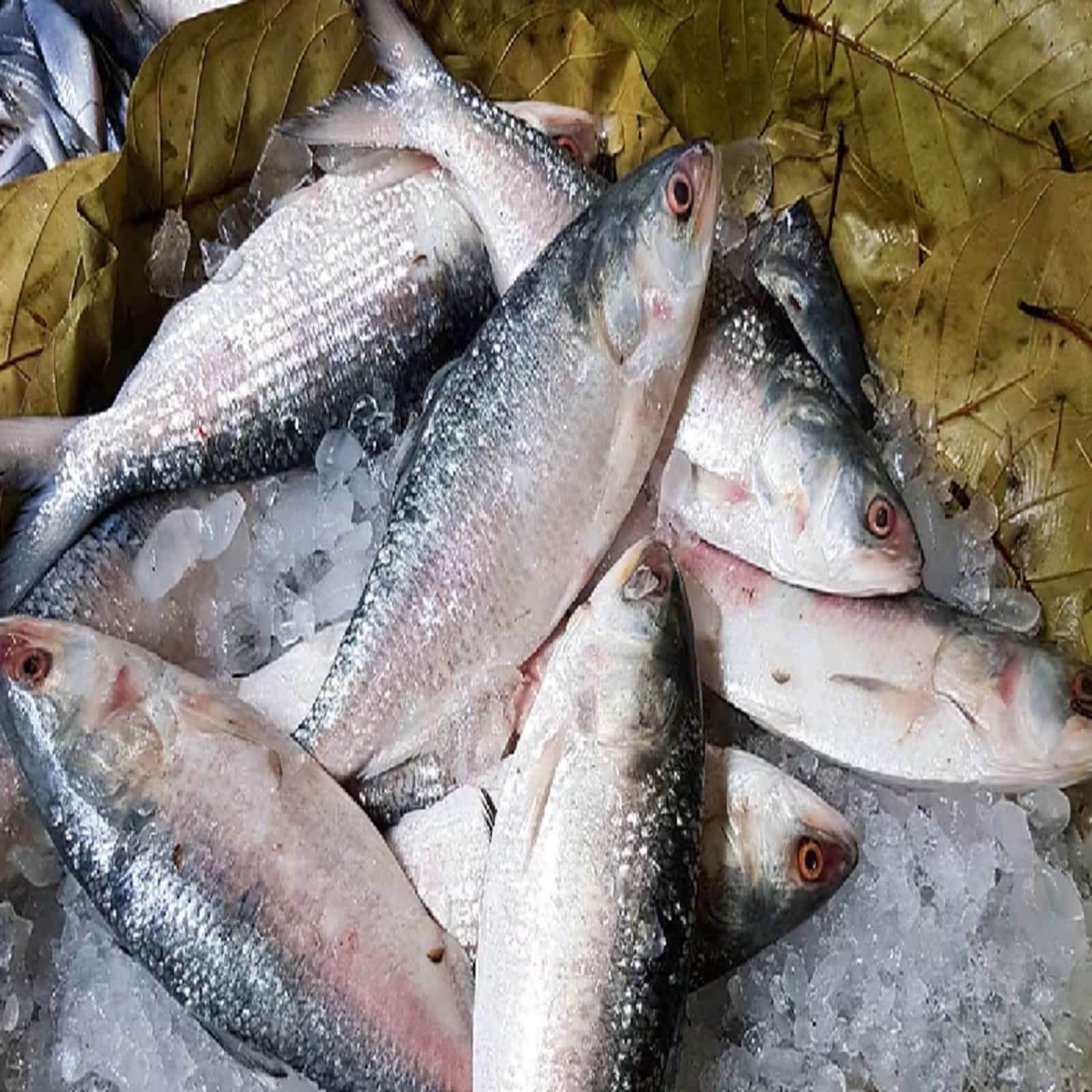 Hilsa Price Kolkata monsoon Brings back Ilish Fish in Bengali food ...