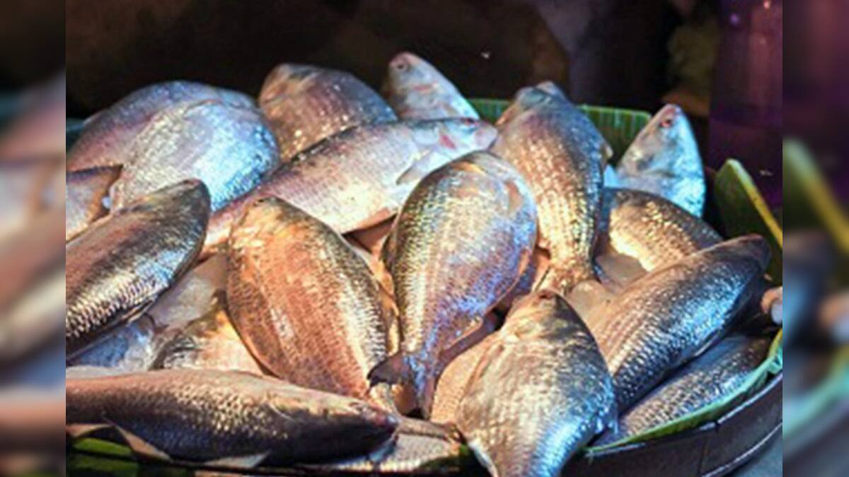 Hilsa Price Kolkata monsoon Brings back Ilish Fish in Bengali food ...