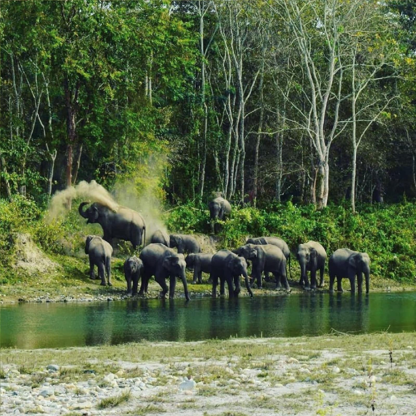 উত্তরবঙ্গের সমস্ত জঙ্গল তিন মাসের জন্য বন্ধ. all jungles of north ...