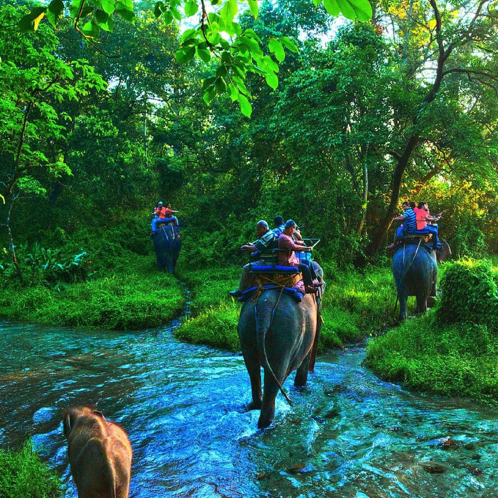 উত্তরবঙ্গের সমস্ত জঙ্গল তিন মাসের জন্য বন্ধ. all jungles of north ...