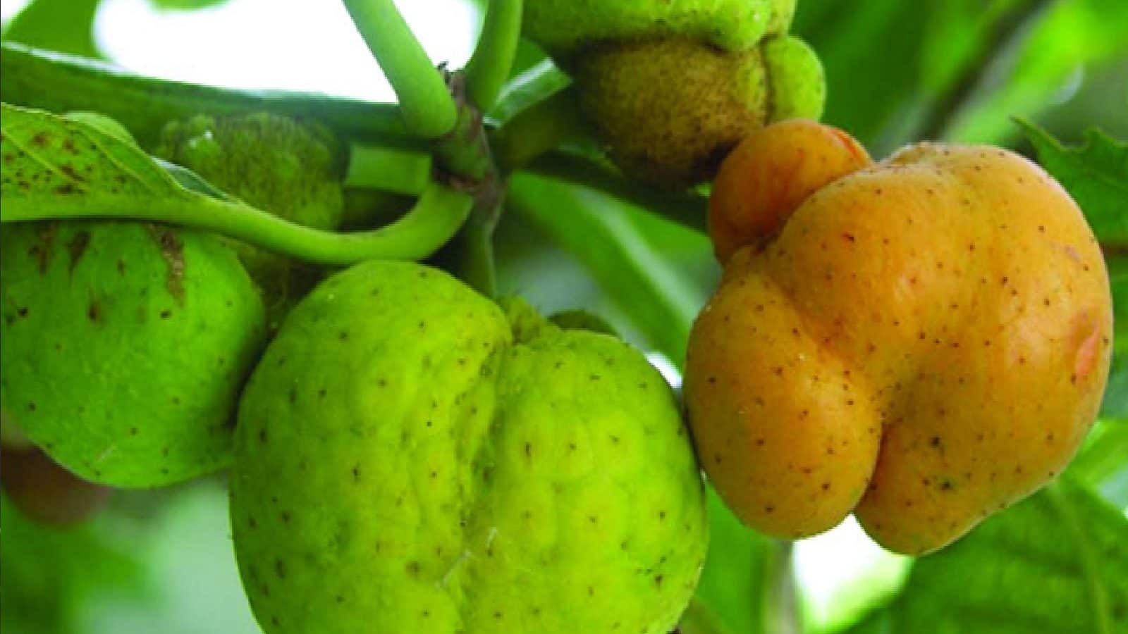 Health Tips | ডেউয়া ফল চেনেন? খেয়েছেন কখনও? উপকার জানলে আজই বাজারে ...