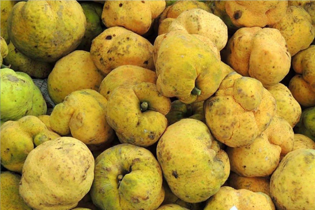 Health Tips | ডেউয়া ফল চেনেন? খেয়েছেন কখনও? উপকার জানলে আজই বাজারে ...