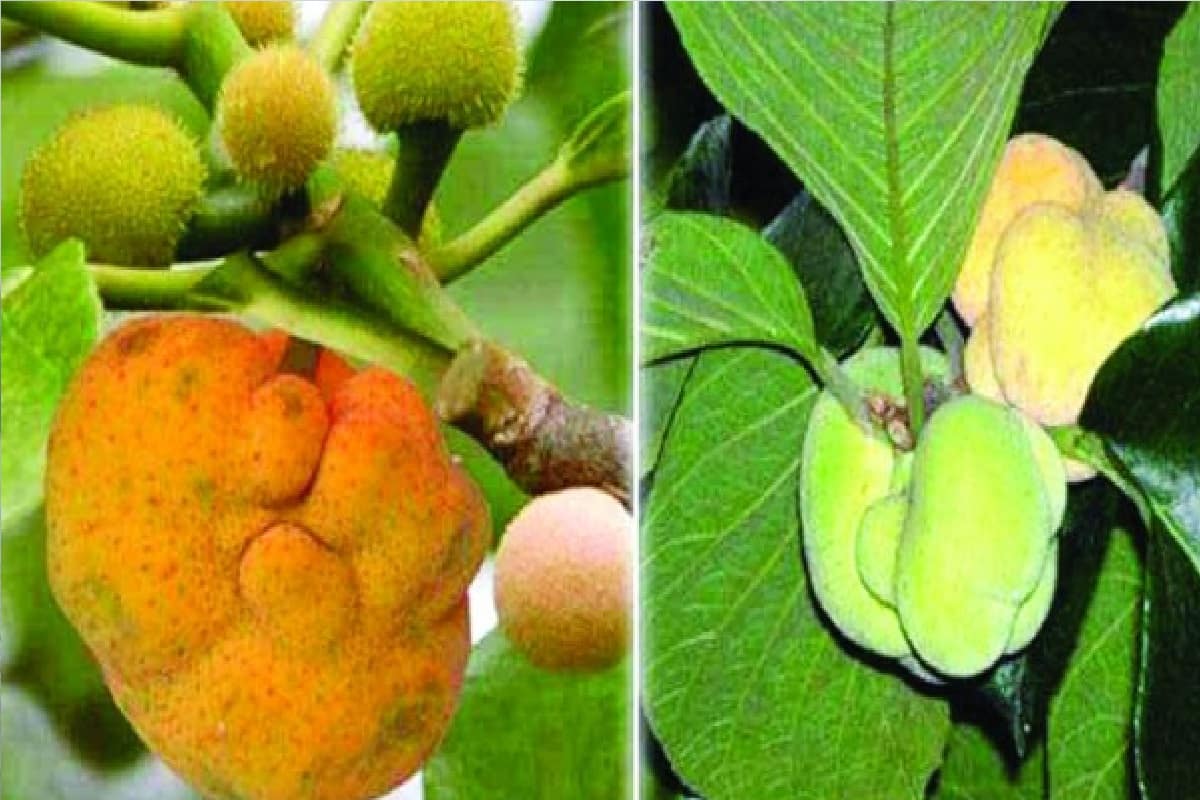 Health Tips | ডেউয়া ফল চেনেন? খেয়েছেন কখনও? উপকার জানলে আজই বাজারে ...