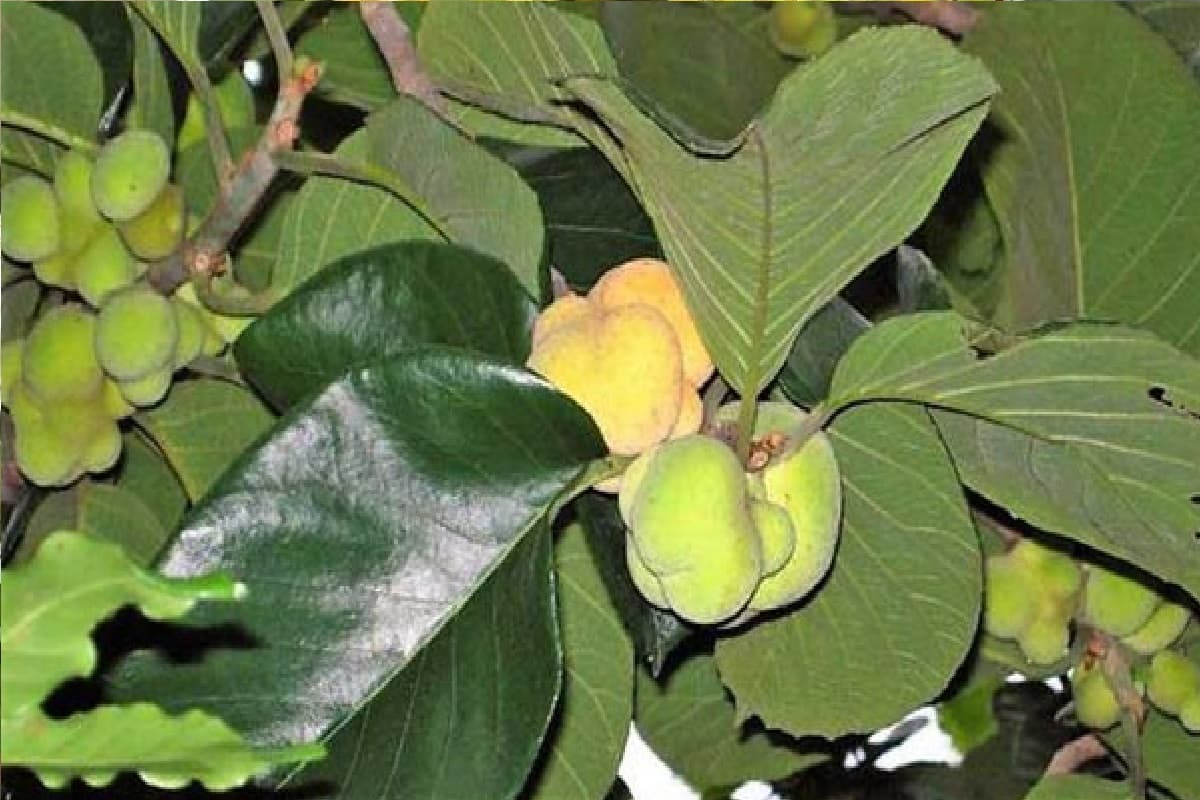 Health Tips | ডেউয়া ফল চেনেন? খেয়েছেন কখনও? উপকার জানলে আজই বাজারে ...