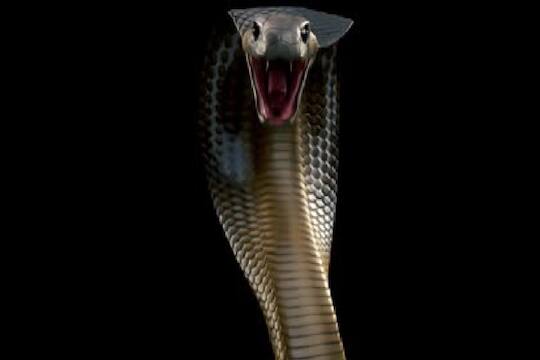 black Cobra Snake photoshoot, people got amazed, ব্ল্যাক কোবরার ফটোশুট ...