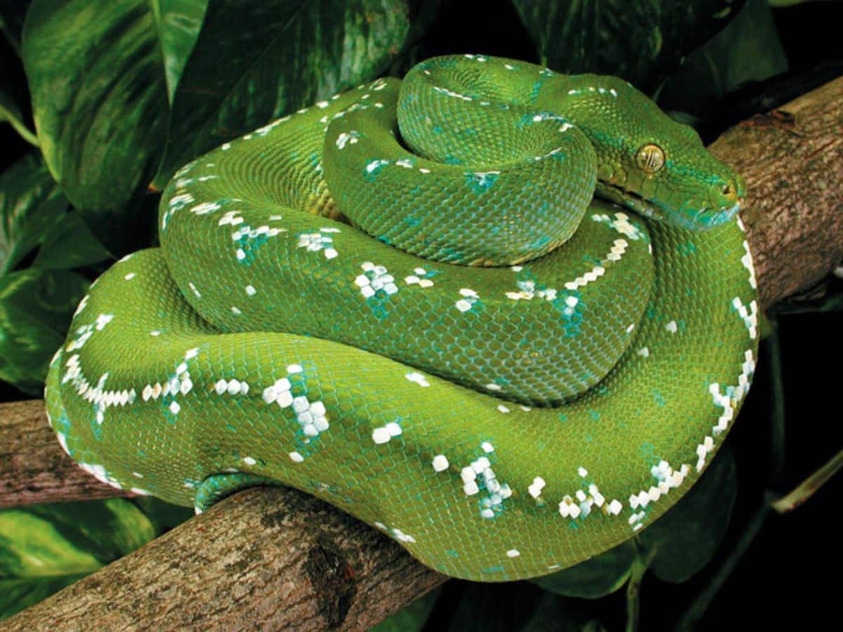 পৃথিবীর সব থেকে দামী সাপ গ্রিন ট্রি পাইথন - Most expensive snake green ...