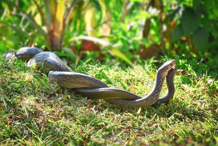 Knowledge Story-Snake: সাপ কেন খোলস ছাড়ে? সাপ কীভাবে যৌনক্রিয়া করে ...