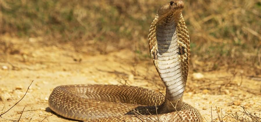 Knowledge Story-Snake: সাপ কেন খোলস ছাড়ে? সাপ কীভাবে যৌনক্রিয়া করে ...