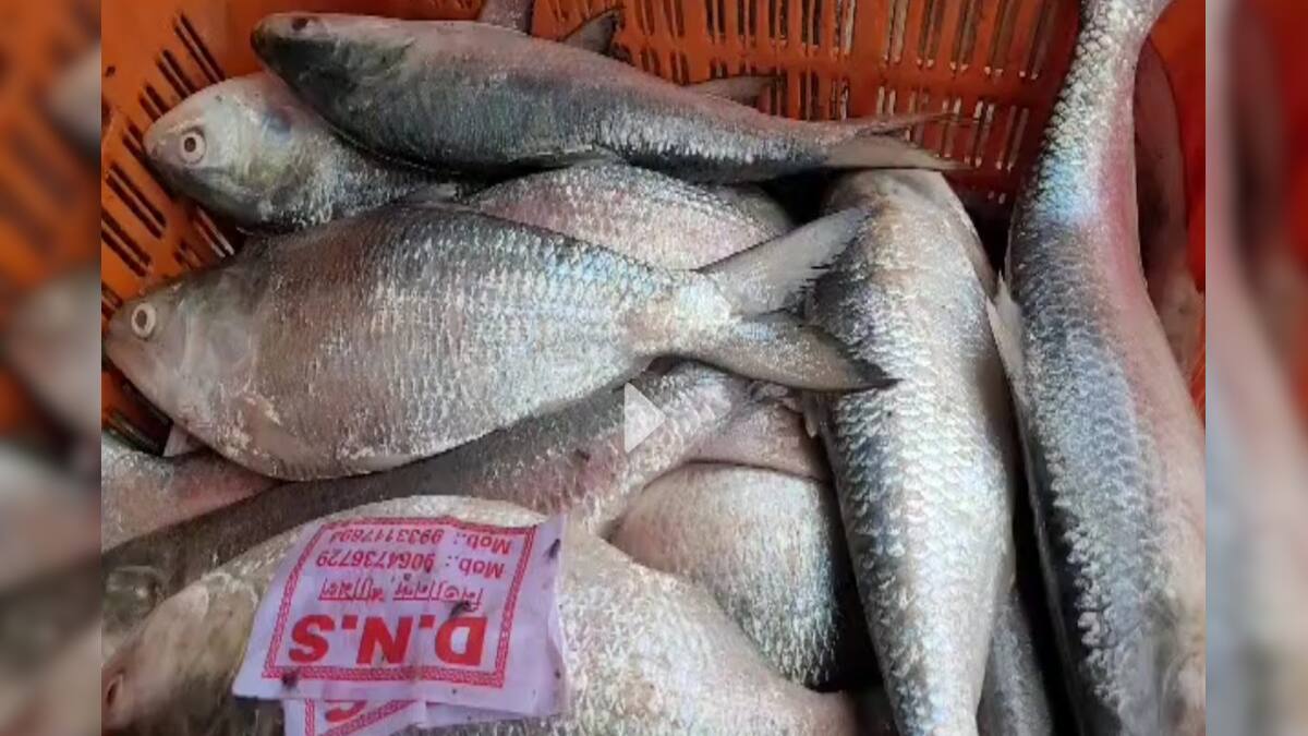 One hundred tons of hilsa was raised in Digha two days in a row East ...