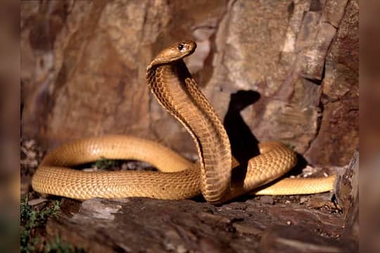 Snake: শিকারী নিজের শিকার! সাপ ধরতে গিয়ে সাংঘাতিক কাণ্ড – News18 বাংলা