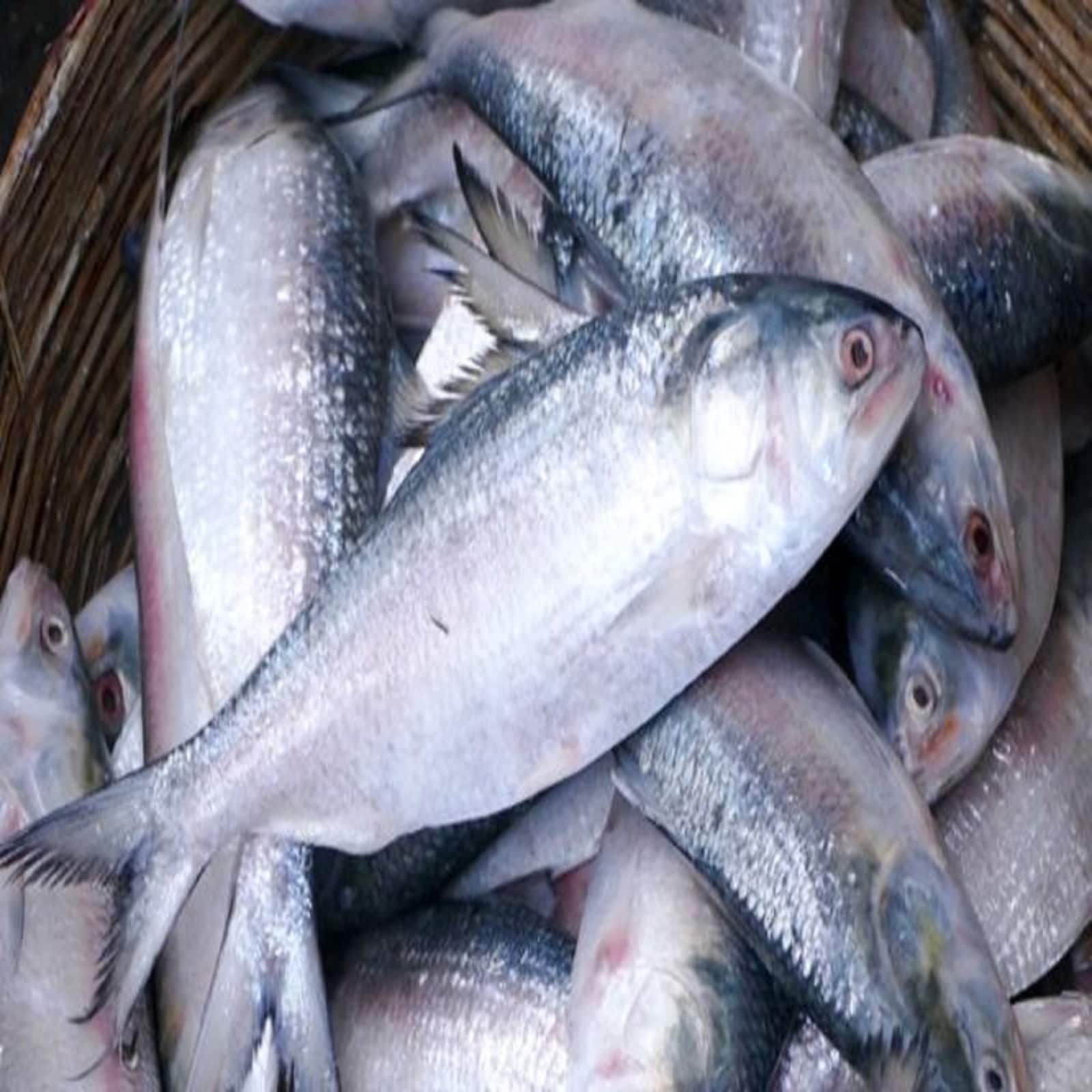 Hilsa Price in Kolkata কলকাতার বাজারে ইলিশই ইলিশ – News18 বাংলা