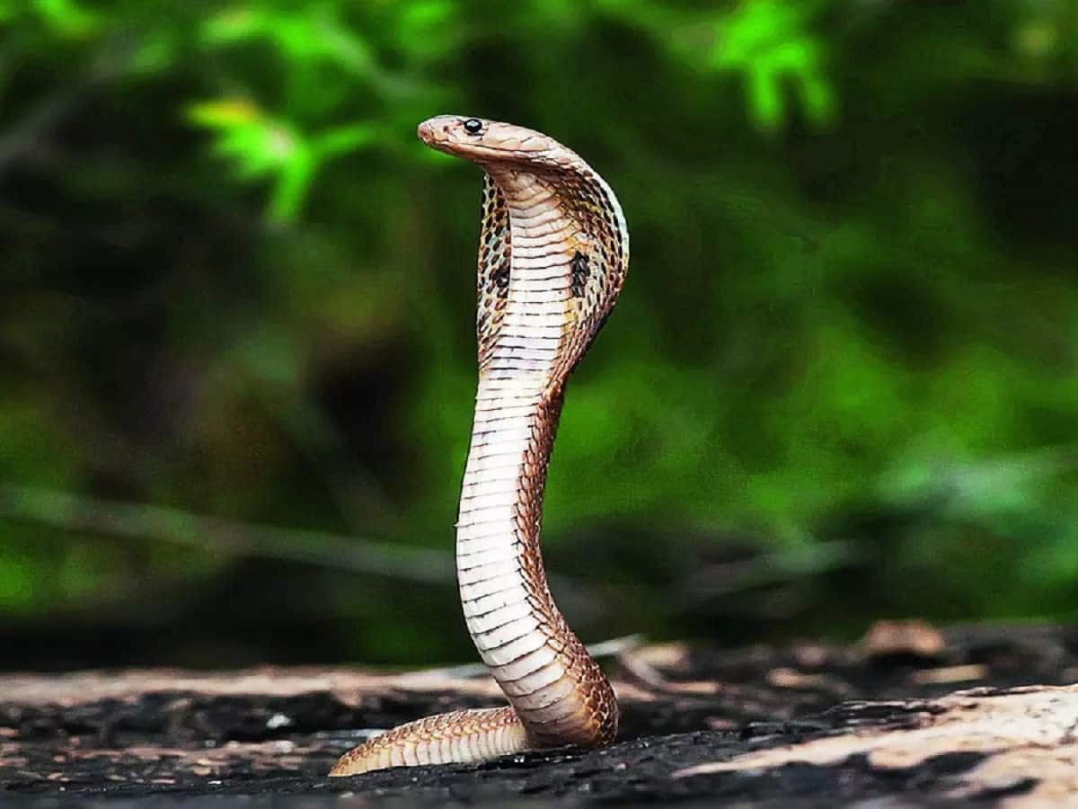 How to know which snake poisonous: কোন সাপের বিষ আছে? কোন সাপের বিষ নেই ...