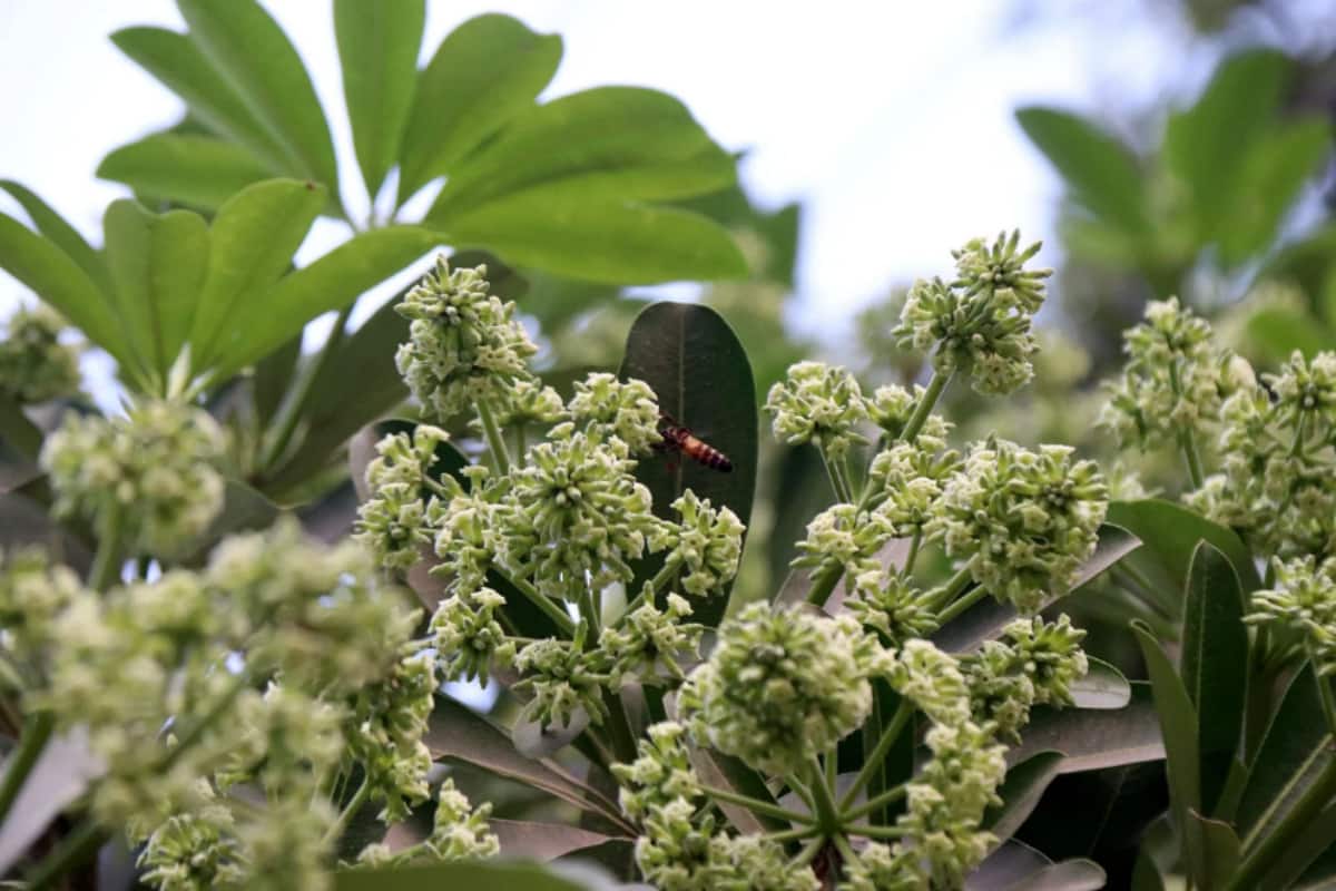 What is The National Tree of West Bengal: বাংলায় তো থাকেন ...