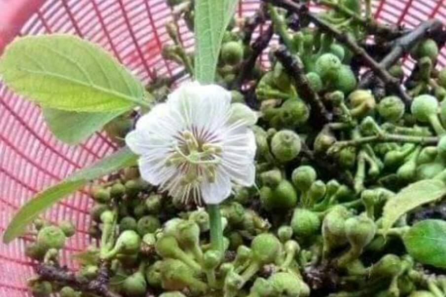 Lord Shiva Sawan Somwar 2023: শ্রাবণ সোমবারে এই ৭ ফুলে করুন শিব পুজো ...