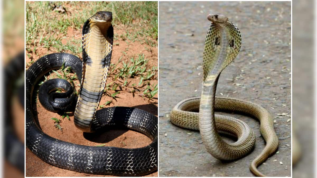 Snake News: বর্ষায় গ্রামে এই ৪ সাপ ভয়ঙ্কর! কামড়ালেই সর্বনাশ! ছোবল ...