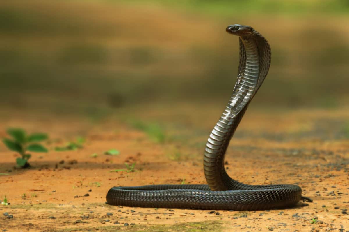 How to know which snake poisonous: কোন সাপের বিষ আছে? কোন সাপের বিষ নেই ...